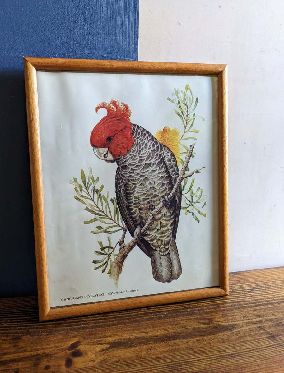 Vintage ‘Gang Gang Cockatoo’ bird print in vintage solid wood frame ...