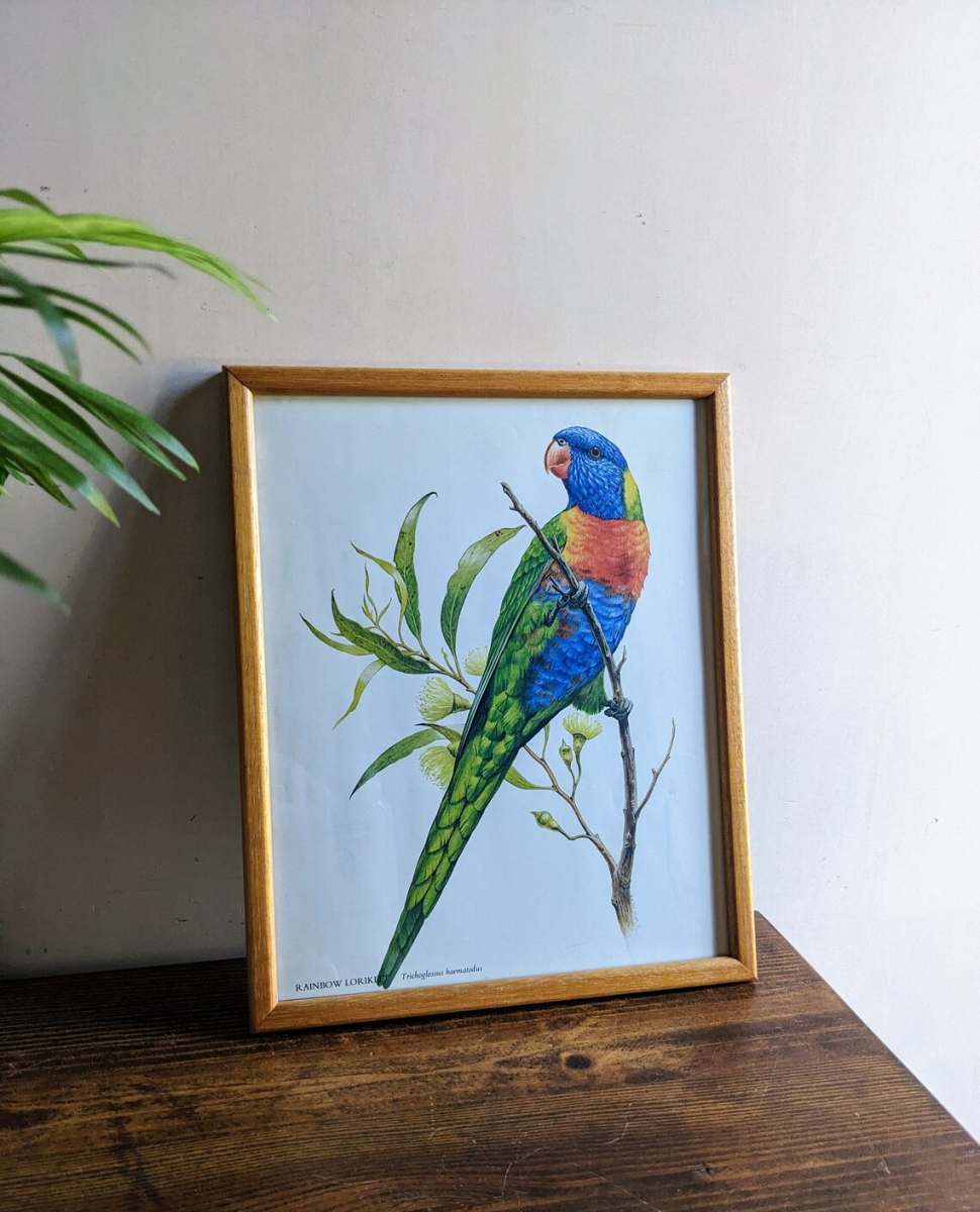 Vintage ‘Rainbow Lorikeet’ bird print in vintage solid wood frame ...