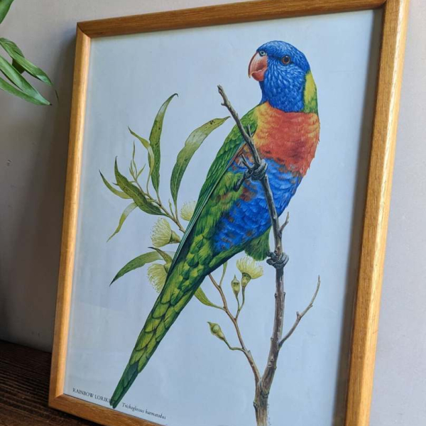 Vintage ‘Rainbow Lorikeet’ bird print in vintage solid wood frame ...
