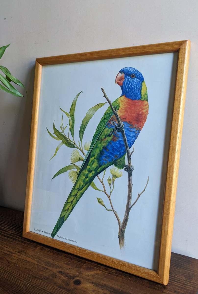 Vintage ‘Rainbow Lorikeet’ bird print in vintage solid wood frame ...