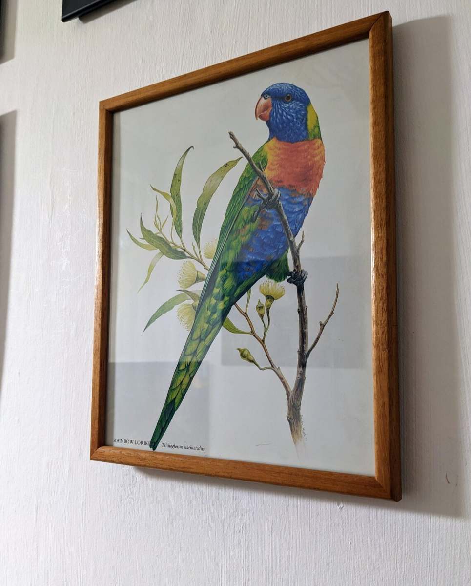 Vintage ‘Rainbow Lorikeet’ bird print in vintage solid wood frame ...