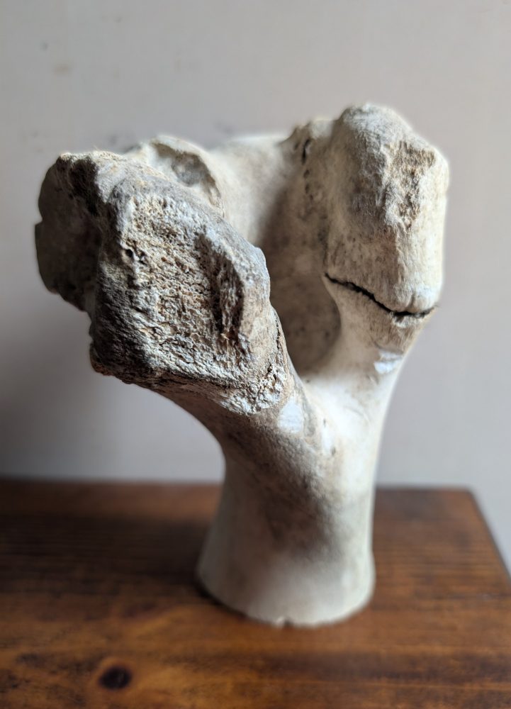 Large unknown bone specimen | Oaky Doke Vintage Home
