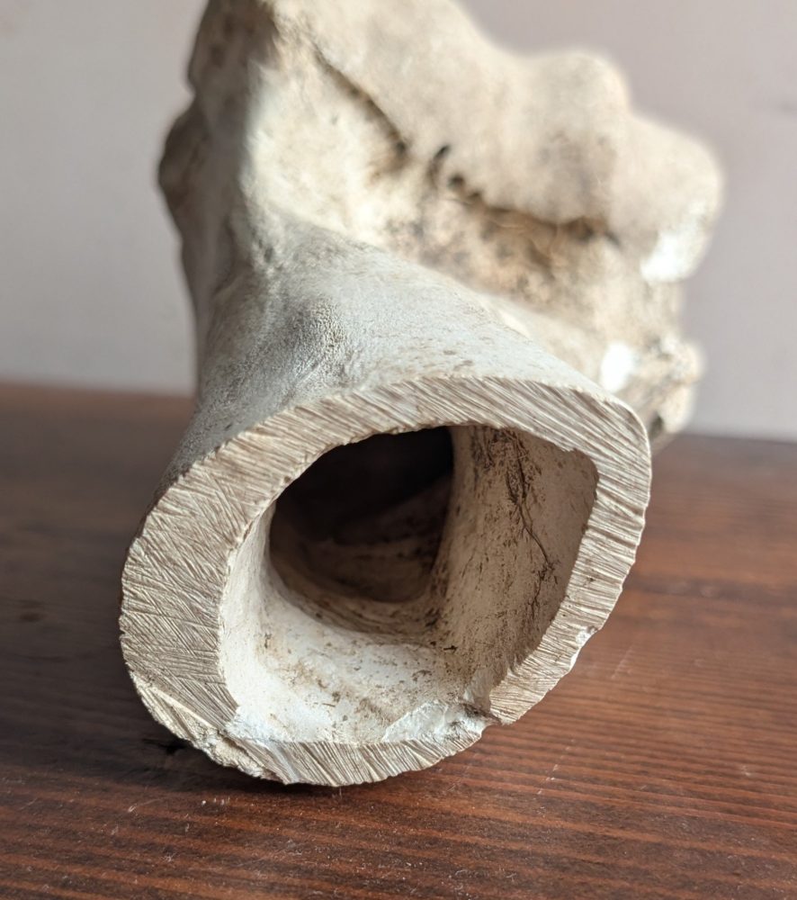 Large unknown bone specimen | Oaky Doke Vintage Home