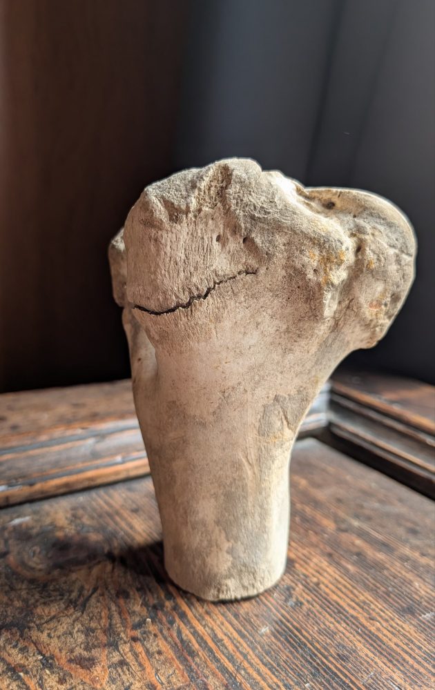 Large unknown bone specimen | Oaky Doke Vintage Home