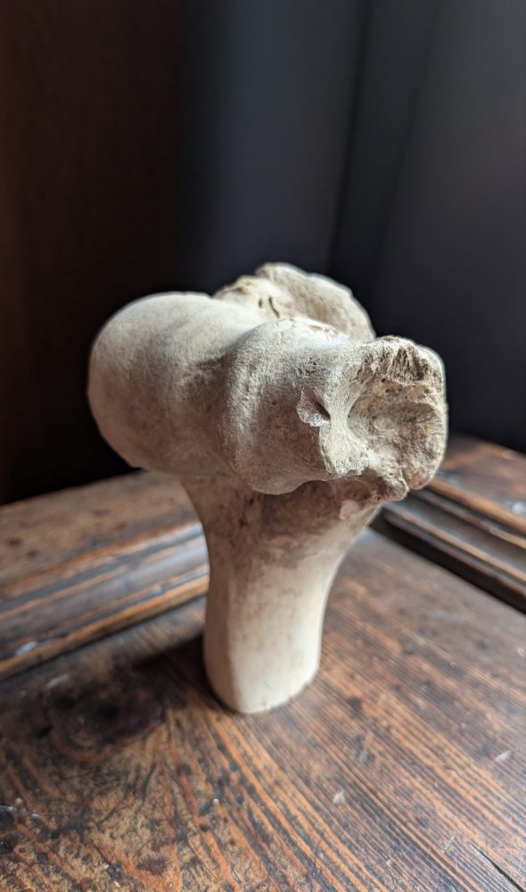 Large unknown bone specimen | Oaky Doke Vintage Home