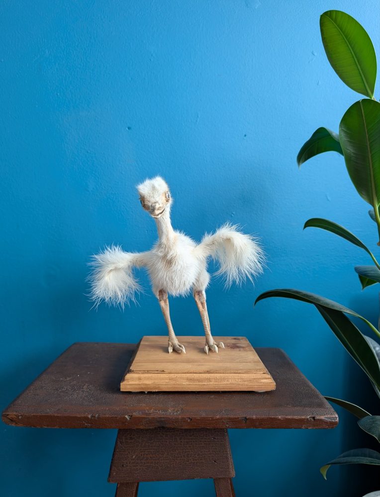 Baby Rhea bird taxidermy | Oaky Doke Vintage Home