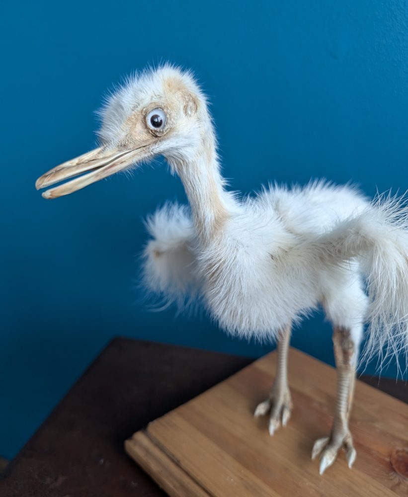 Baby Rhea bird taxidermy | Oaky Doke Vintage Home