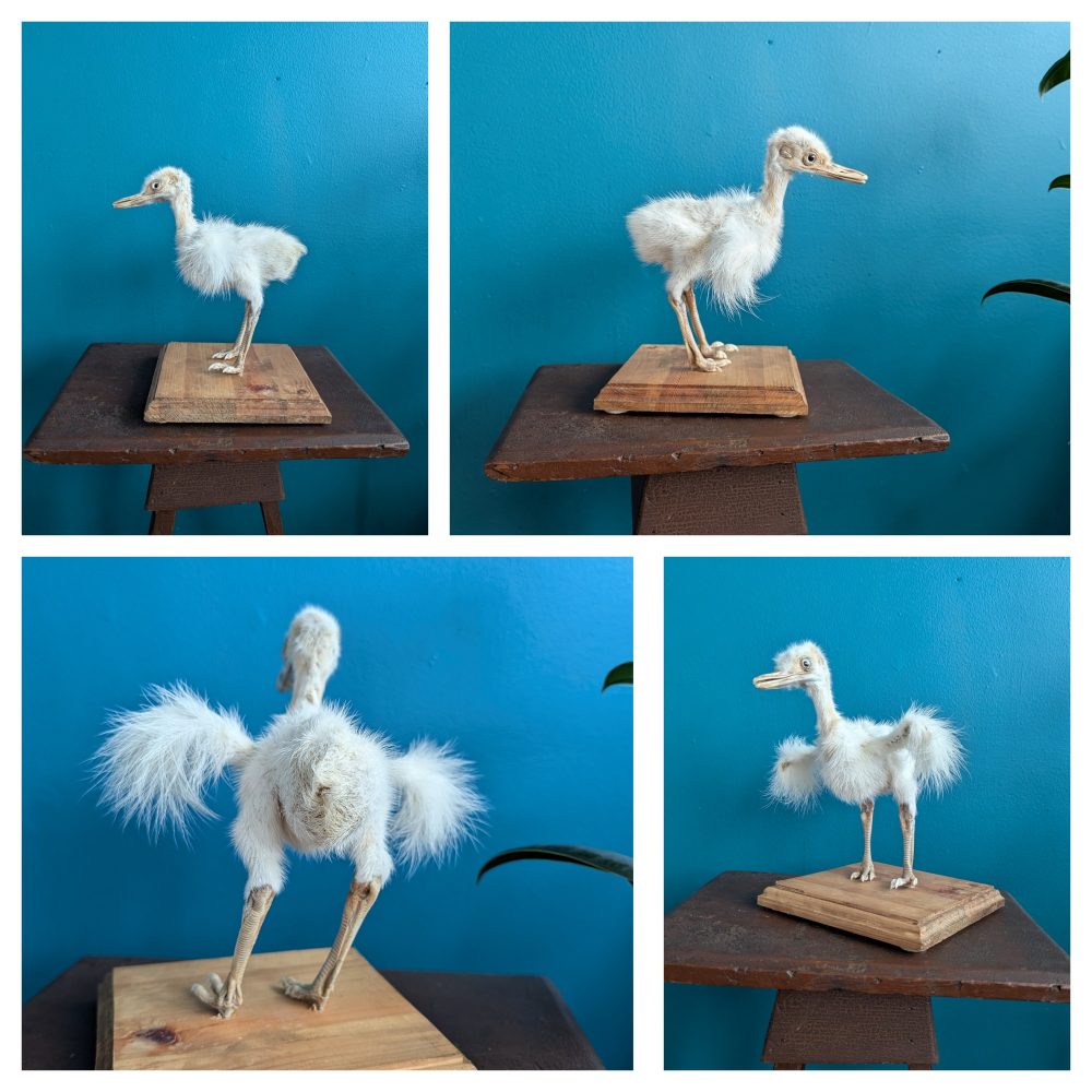 Baby Rhea bird taxidermy | Oaky Doke Vintage Home