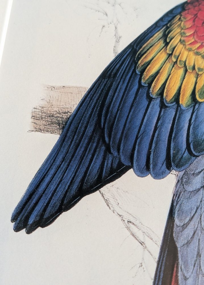 Red and Yellow Maccaw print in wooden frame, after Edward Lear (1812 ...