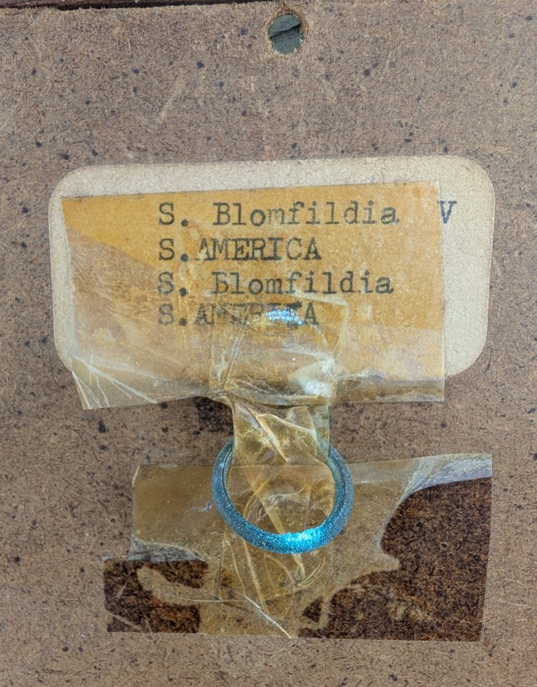 Pair of vintage taxidermy butterflies in teak wood frame - Oaky Doke ...