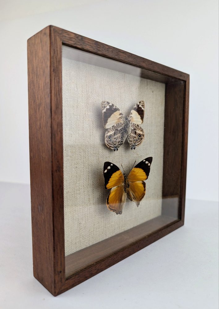 Pair of vintage taxidermy butterflies in teak wood frame - Oaky Doke ...