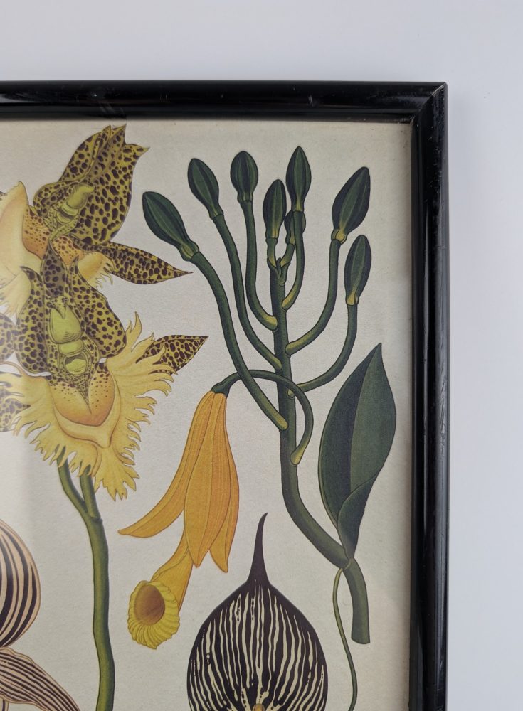 Orchids illustration after Katie Scott in midcentury frame | Oaky Doke ...