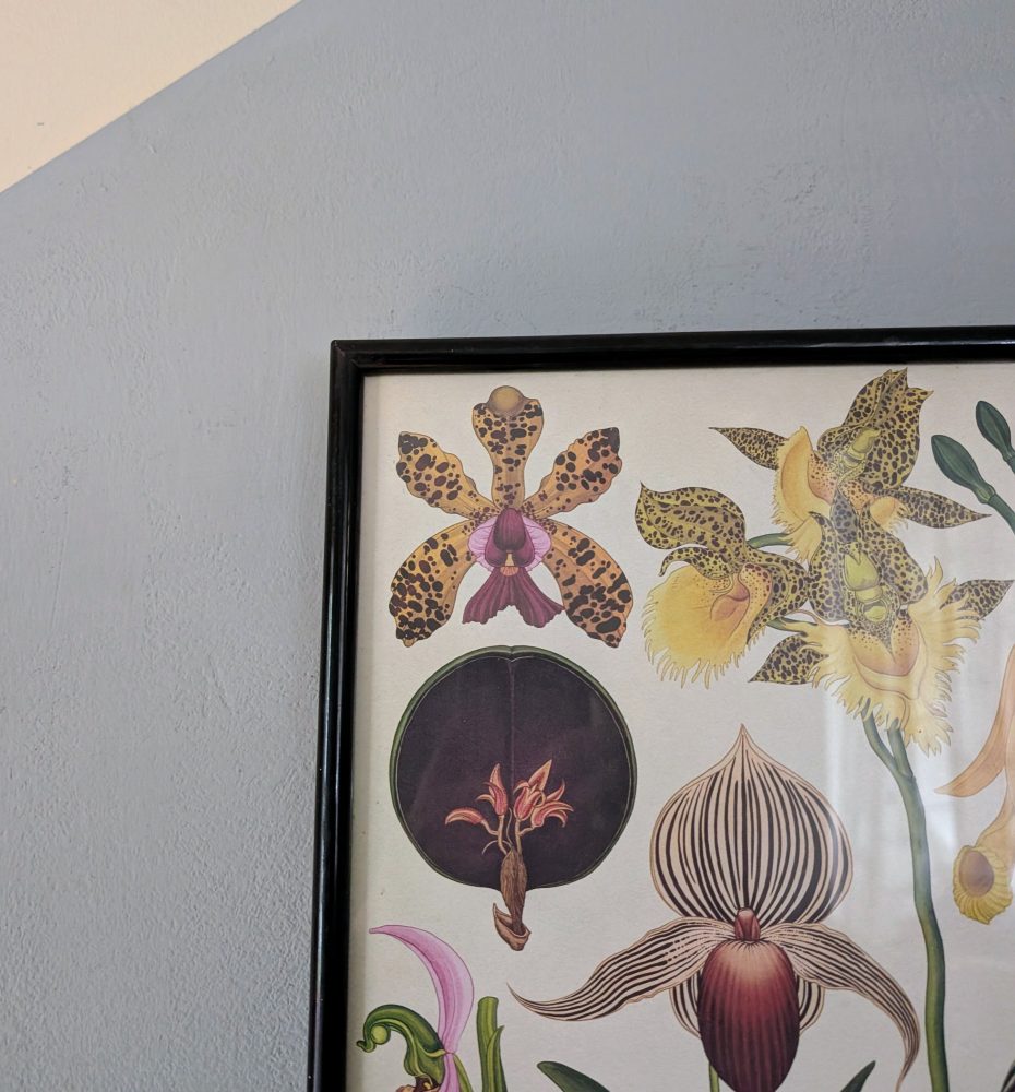Orchids illustration after Katie Scott in midcentury frame | Oaky Doke ...